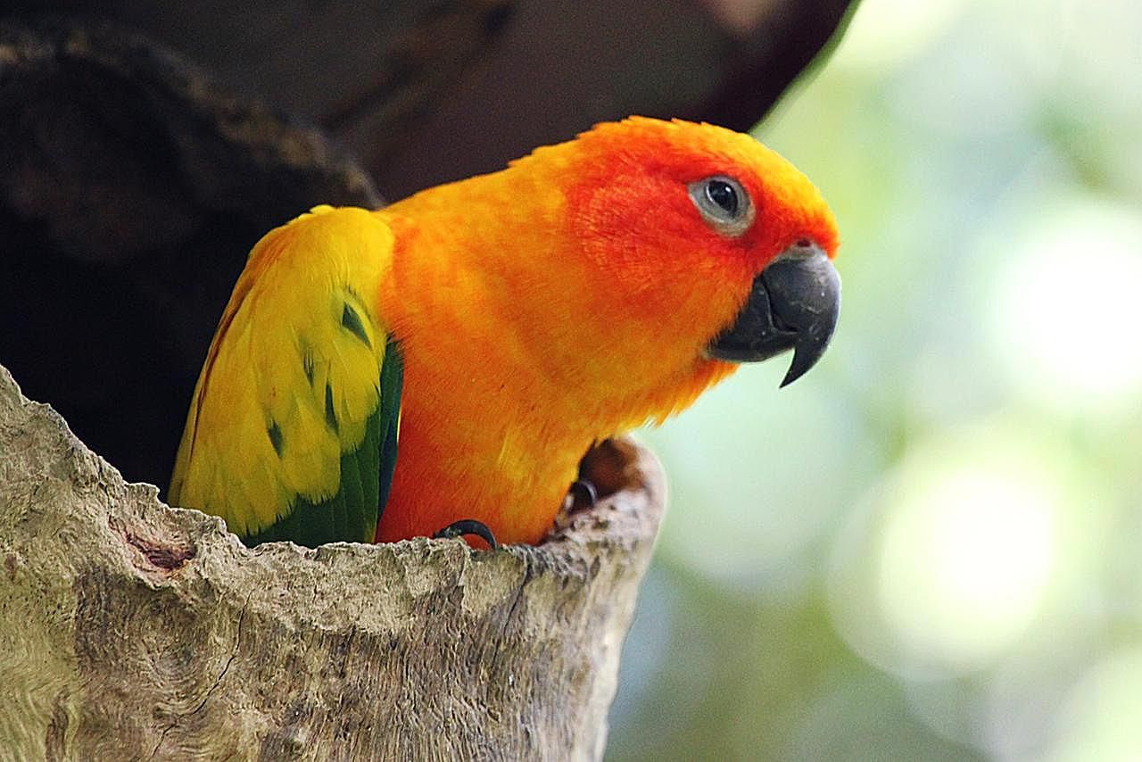What Do Parrots Eat