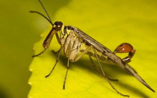 Interesting Facts About Insects