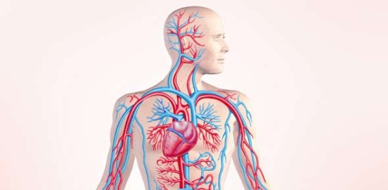 Facts About The Human Circulatory System Facts About The Human Circulatory System