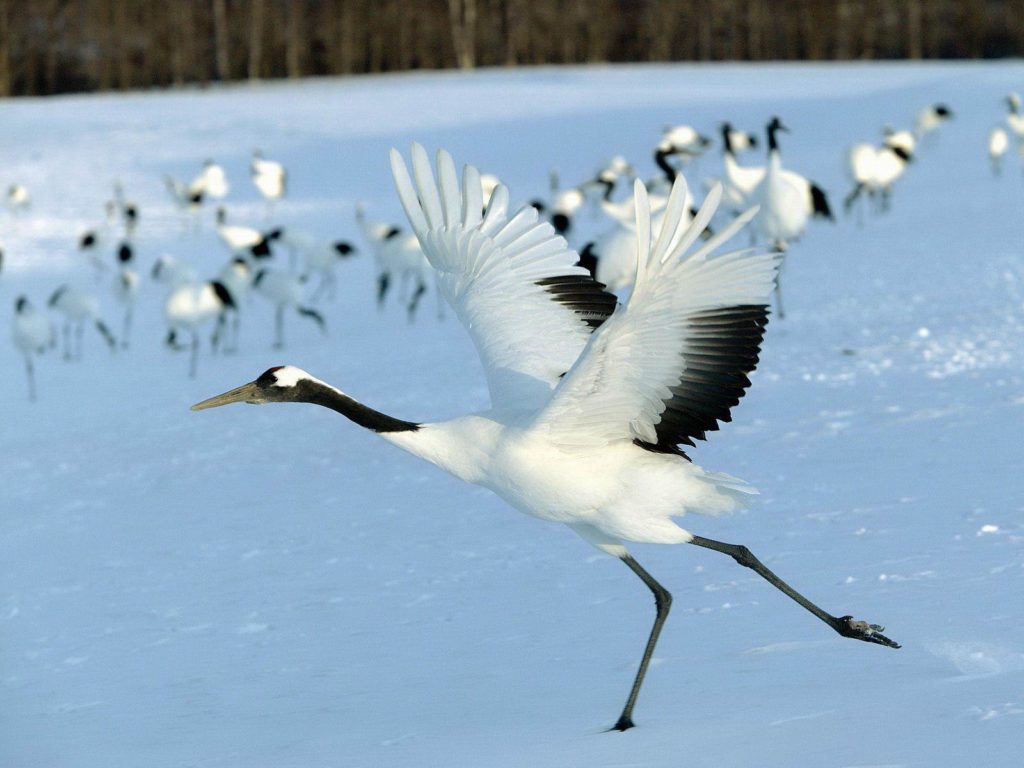 Where do cranes live
