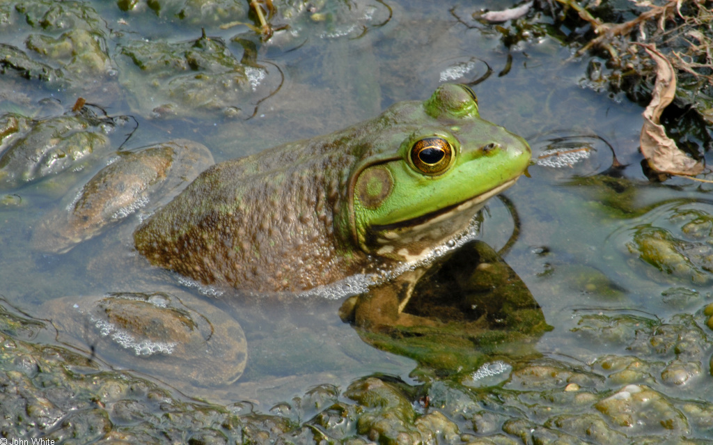 Where Do Bullfrogs Live