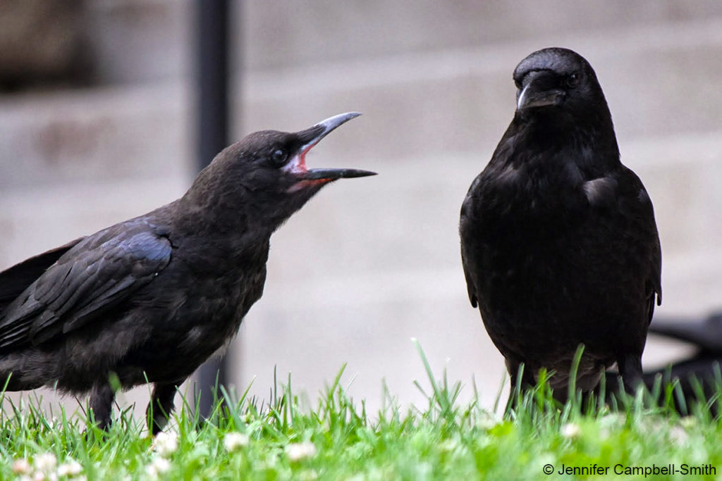 Crow