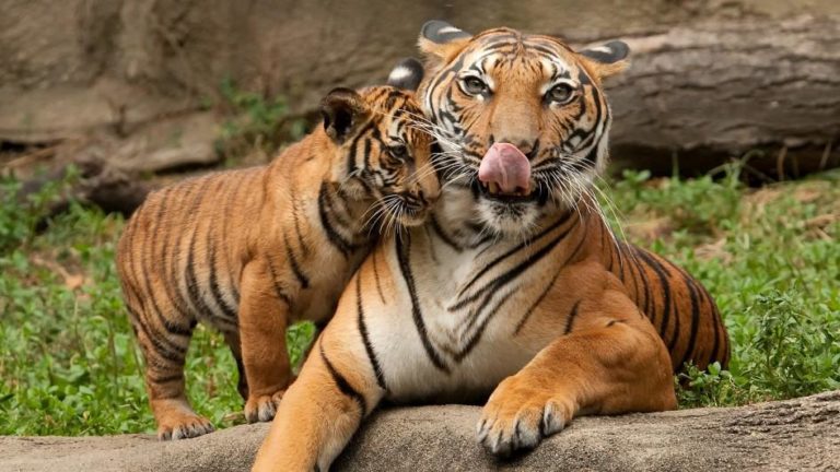 How long do tigers live