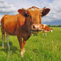 Where do cows live