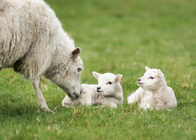 How long do sheep live