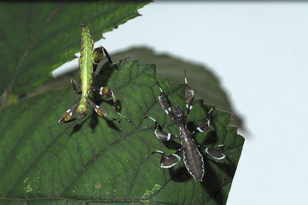 Facts About Stick Insects Facts About Stick Insects