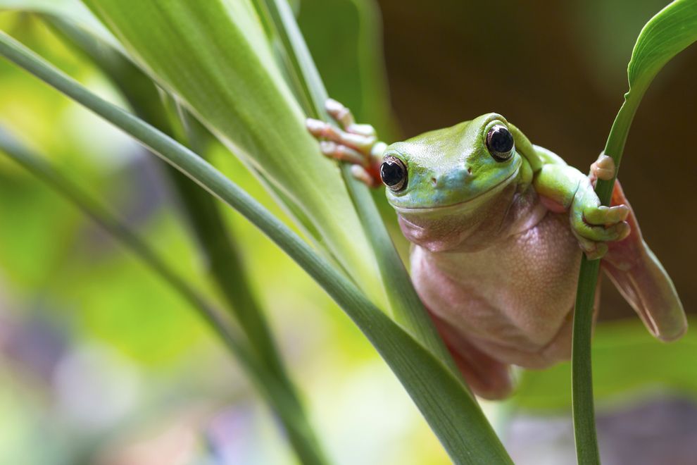Tree Frogs