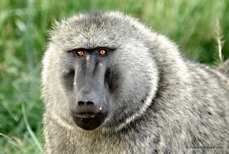 How long do baboons live