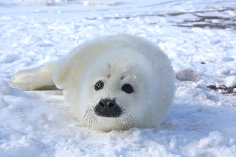 Seals