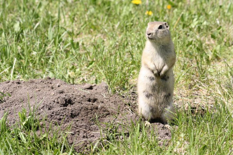Facts about gophers