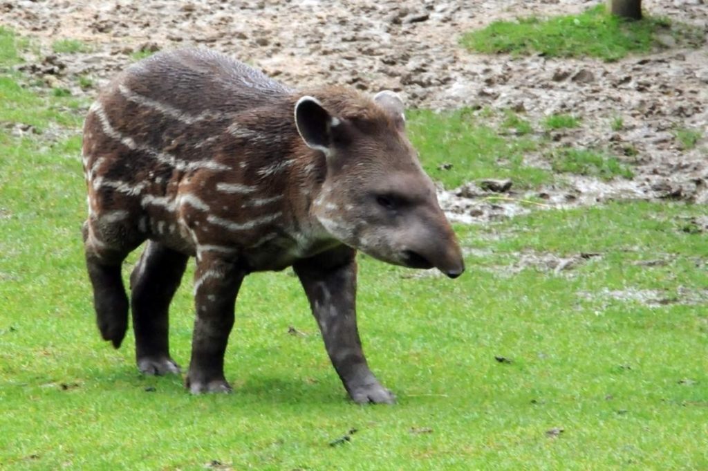 Facts about tapirs