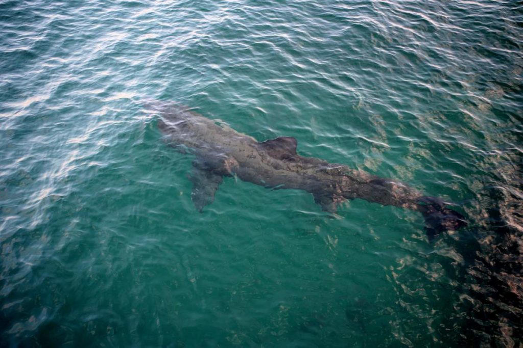 Basking sharks