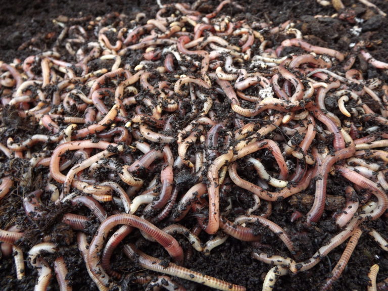 facts-about-worms