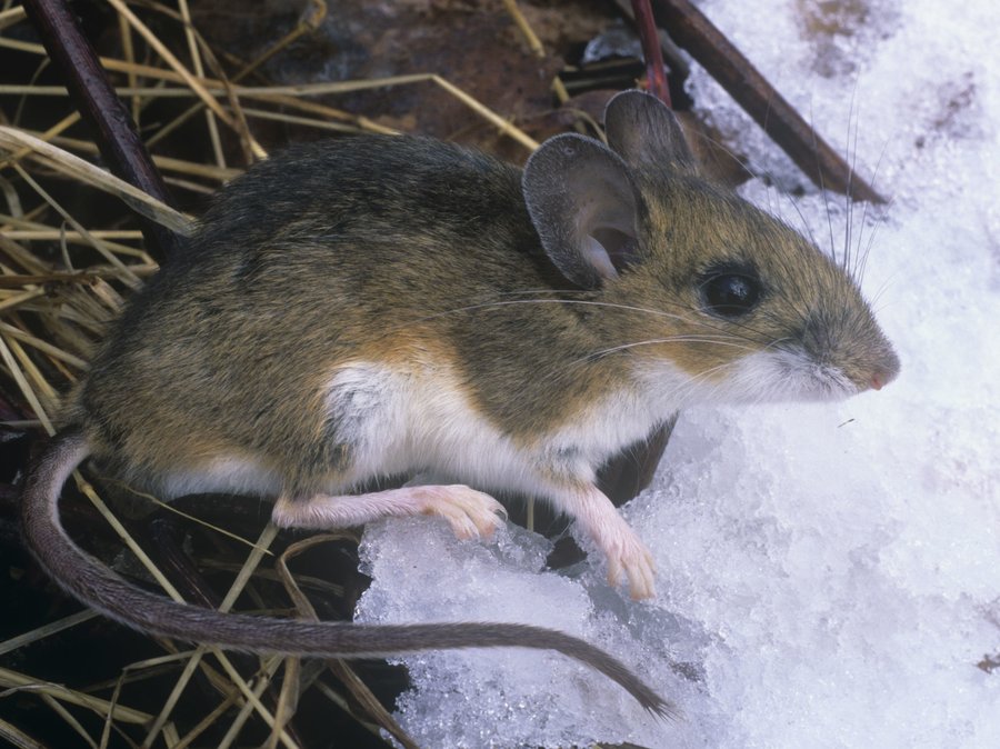 Do Mice Eat Meat Do Mice Eat Meat
