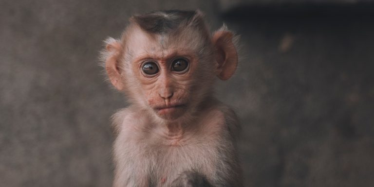 Monkey Scientific Name